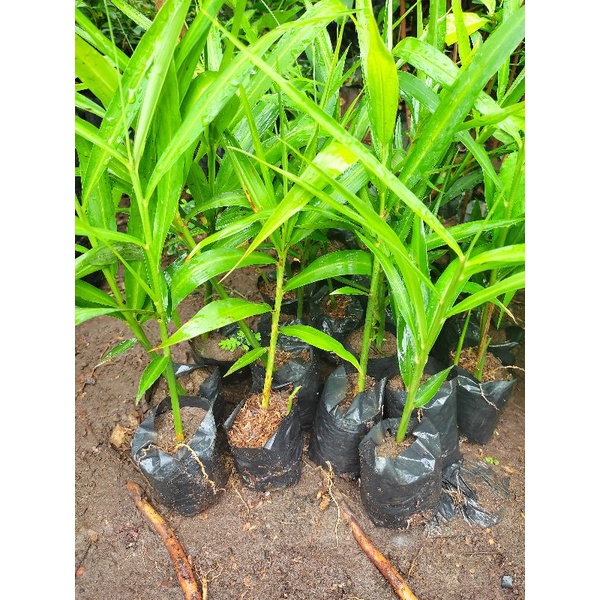 Jual Bibit Jahe merah herbal | Shopee Indonesia