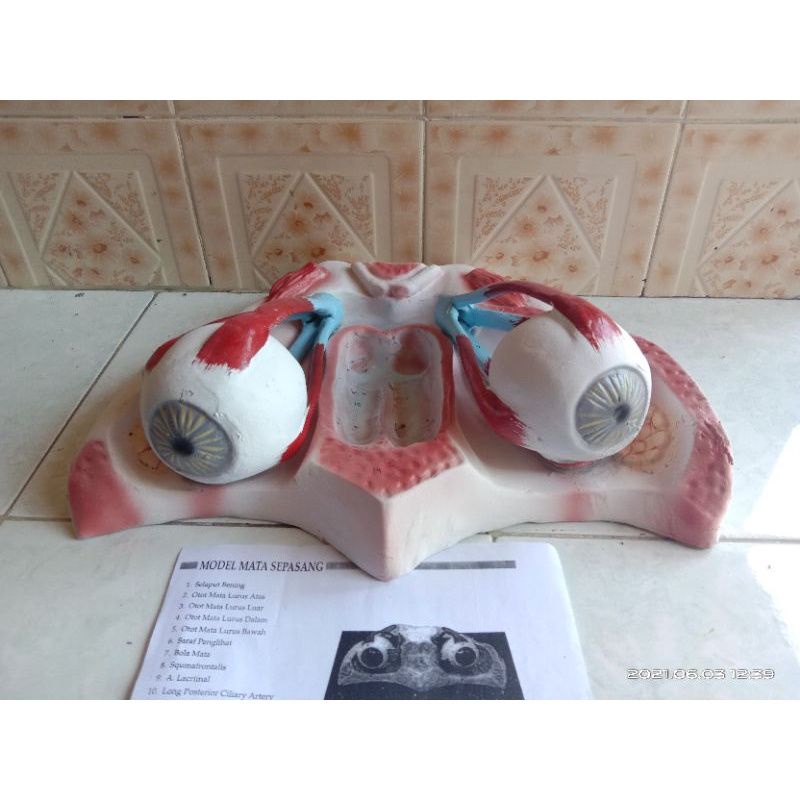Jual Torso mata sepasang alat peraga pendidikan model torso | Shopee ...
