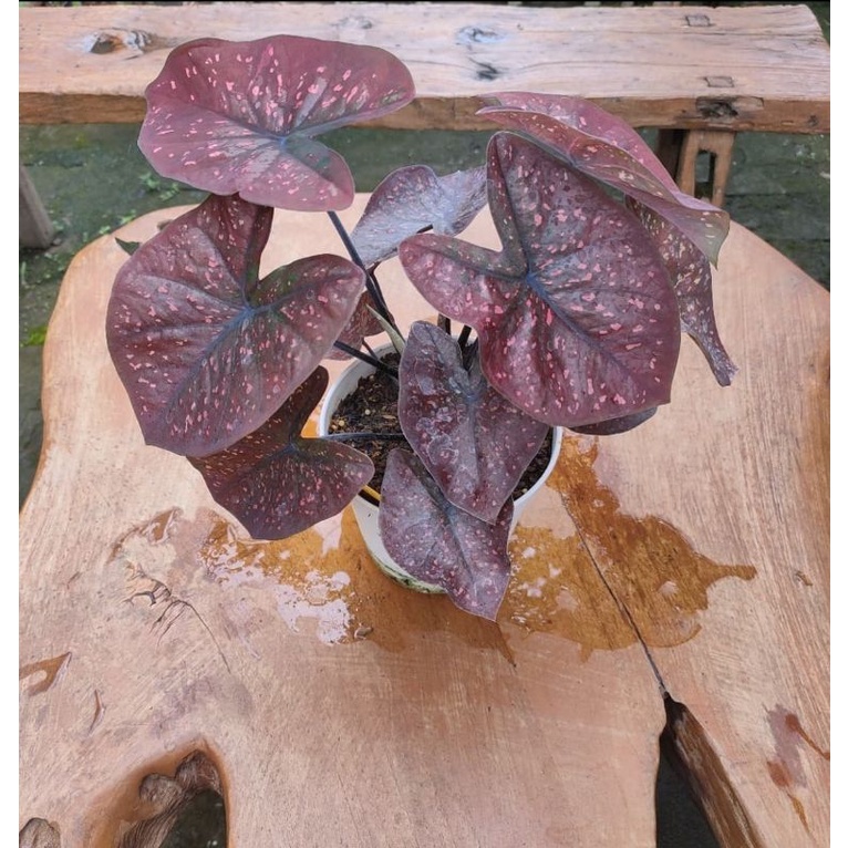 Jual caladium dark chocolate/Caladium cantik dark chocolate (Bisa COd ...