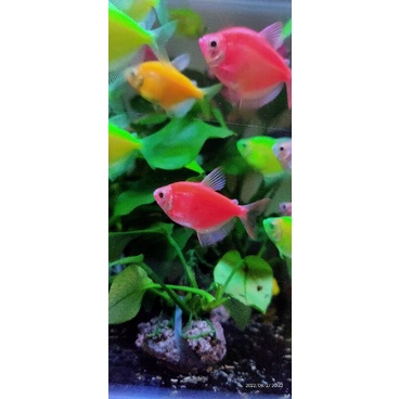 Jual HIASAN AQUARIUM TETRA WARNA MERAH SIZE M | Shopee Indonesia