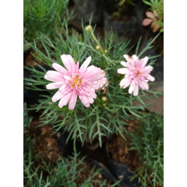 Jual TANAMAN BUNGA DAISY - TANAMAN KENIKIR COSMOS - TAMAMAN KENIKIR ...