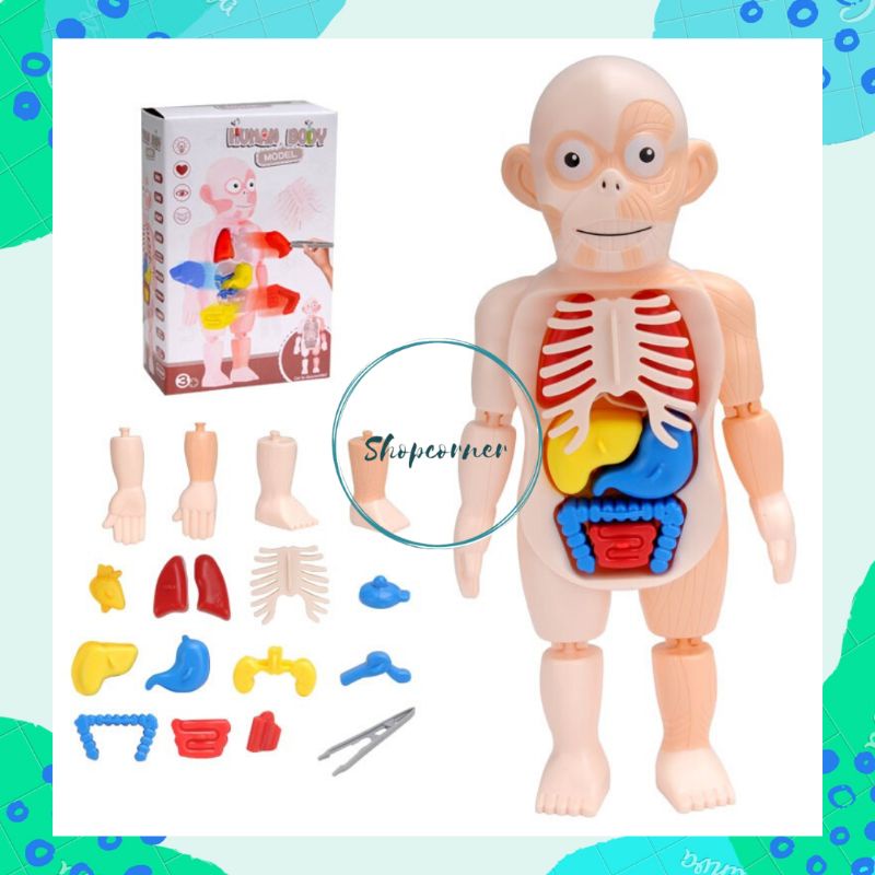 Jual Mainan Edukasi Anak Anatomi Tubuh Manusia / Human Body Anatomy | Shopee Indonesia
