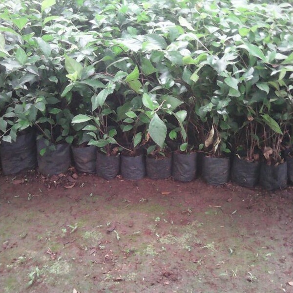 Jual Tanaman Teh Tehan Mantab/Pohon Teh Tehan Tanaman Pagar Cantik ...