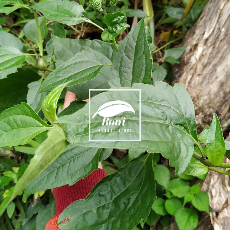 Jual Daun Kirinyuh Kopasanda FRESH 500gr | Shopee Indonesia