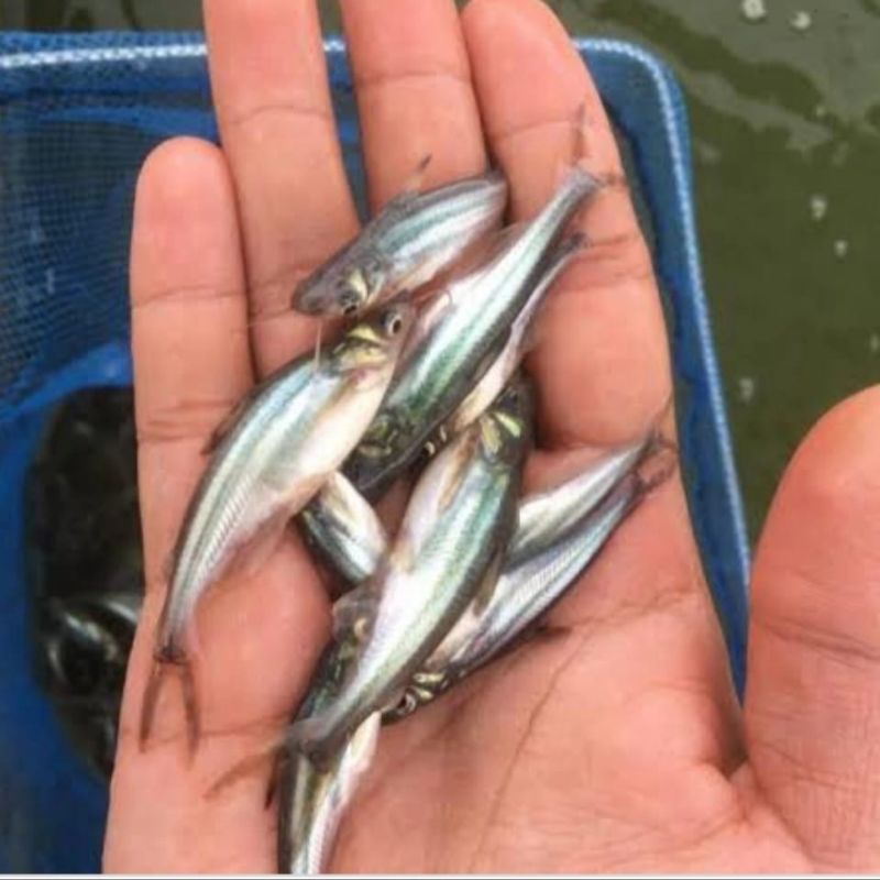 Jual paket bibit ikan patin isi 50 ekor ukuran 8-9cm/2 in | Shopee ...