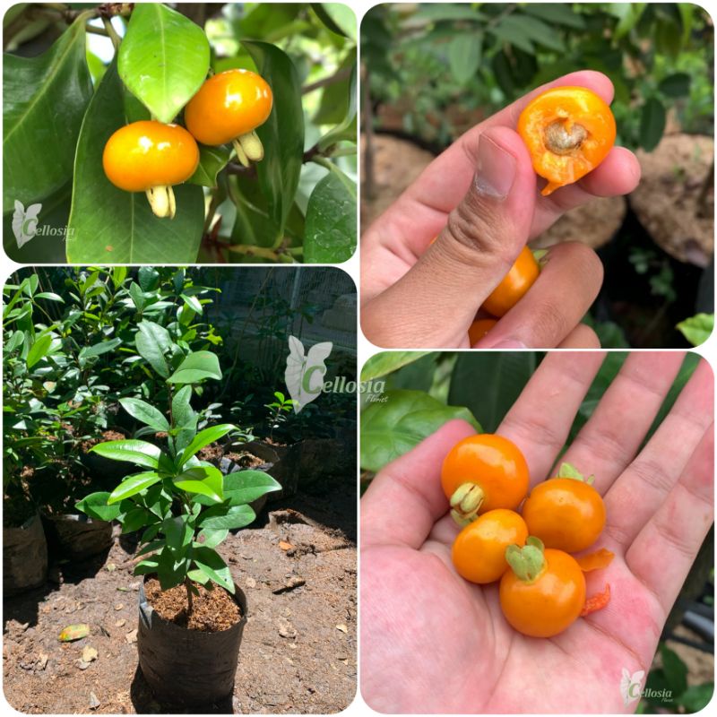 Jual Bibit Tanaman Buah Yellow Pitomba / Grumichama Yellow (var ...