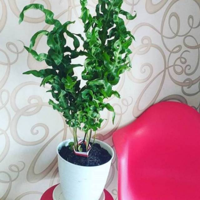 Jual Tanaman hias bunga kadaka lidah api (polypodium twister fern green ...