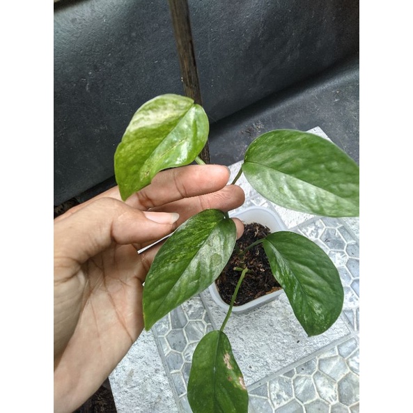 Jual Epipremnum Sp Bali Hanoman | Shopee Indonesia