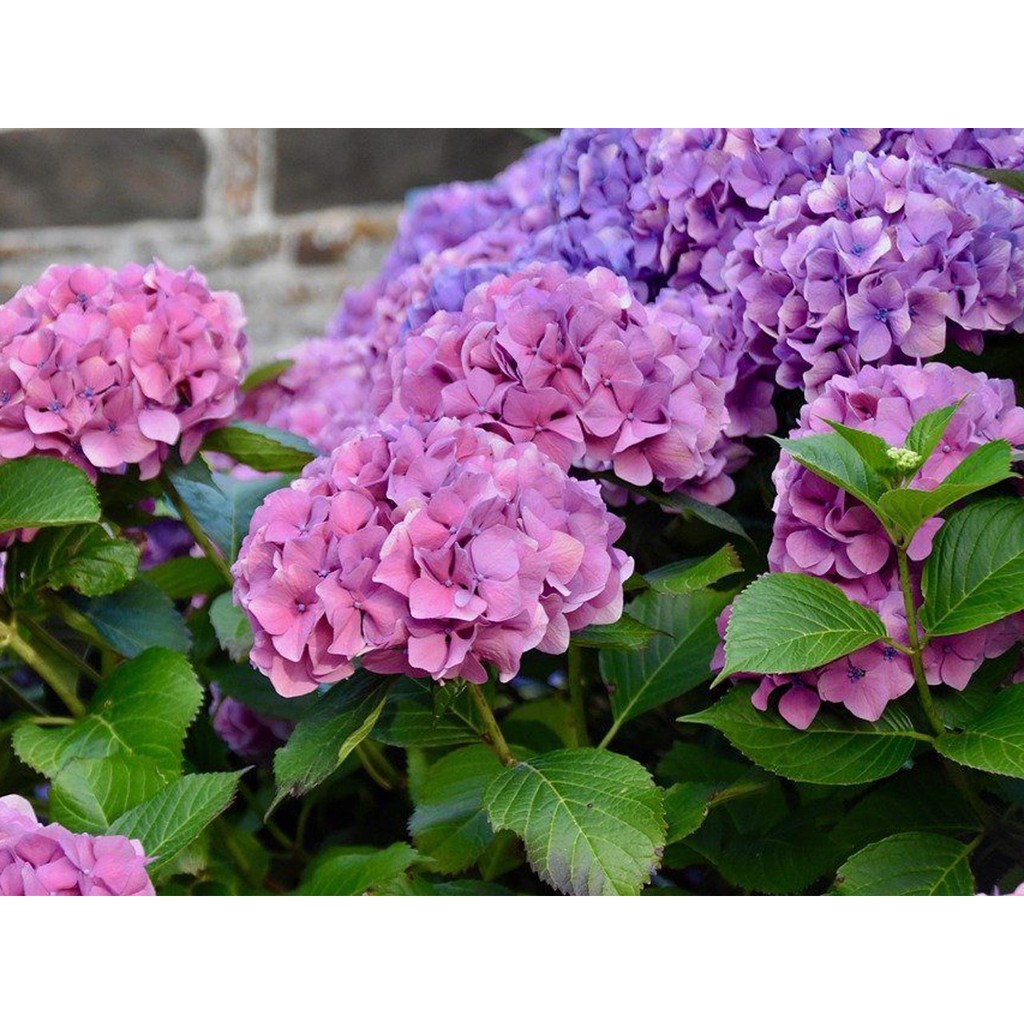 Jual Bibit Benih Biji Bunga Hydrangea Light Pink - Benih Pohon Bunga ...