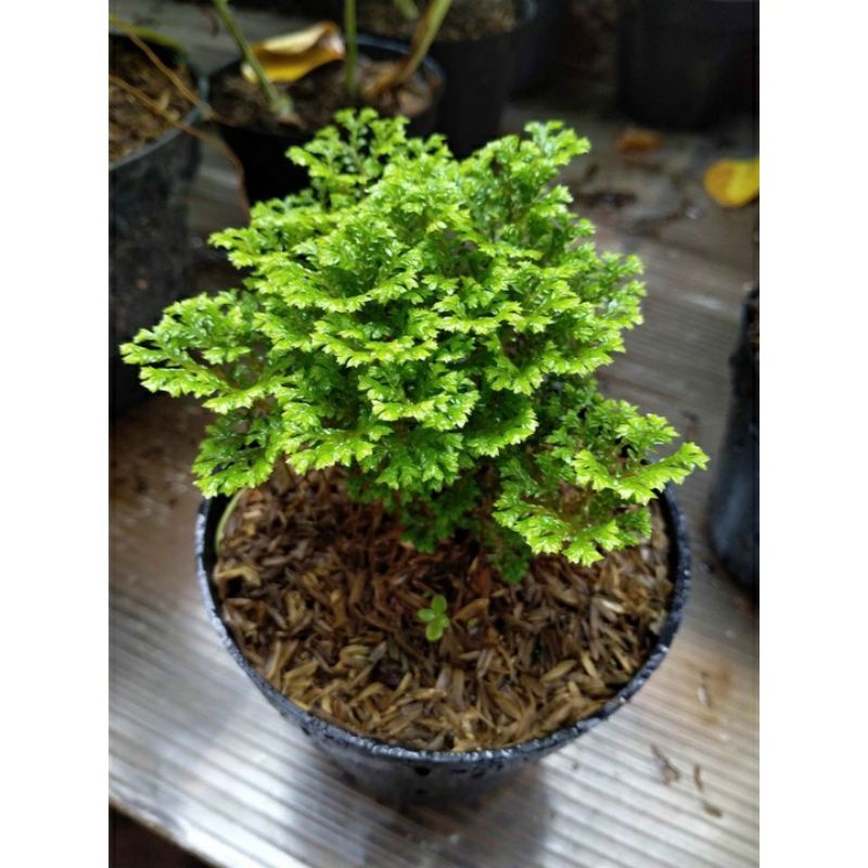 Jual lumut papua lumut ambon rane india selaginella paku papua tanaman ...