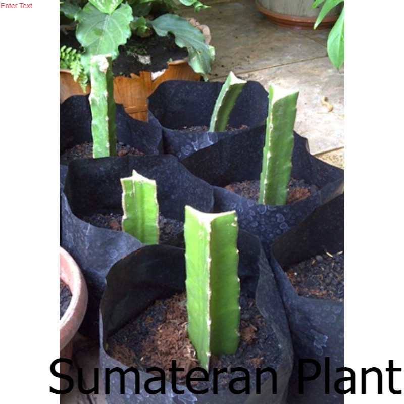 Jual Bibit Stek Tanaman Buah Naga Selenicereus undatus Siap Tanaman ...