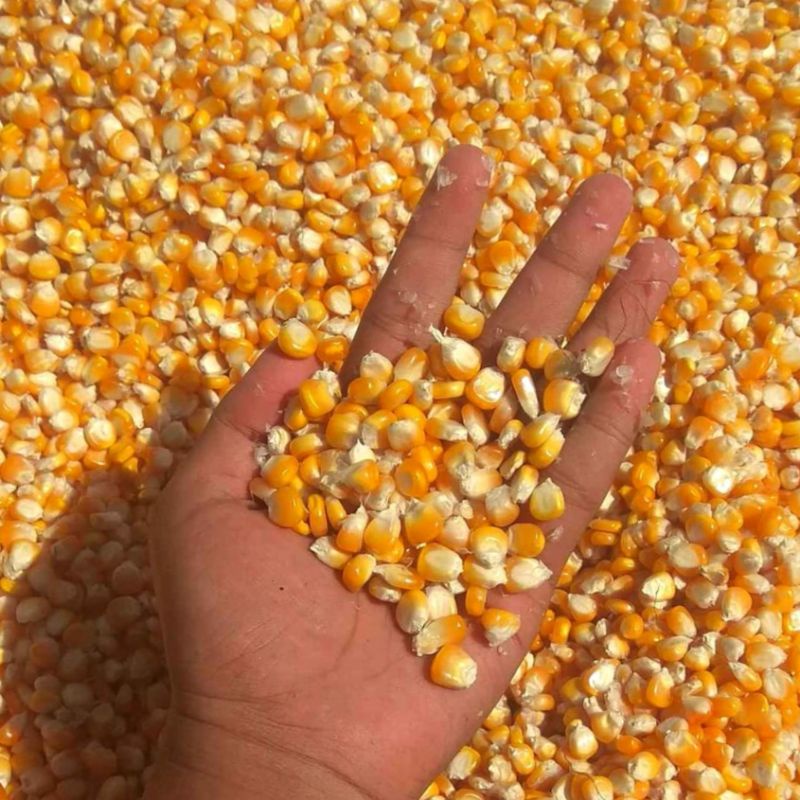 Jual Jagung Kering Pipil 1kg Kualitas Super | Shopee Indonesia