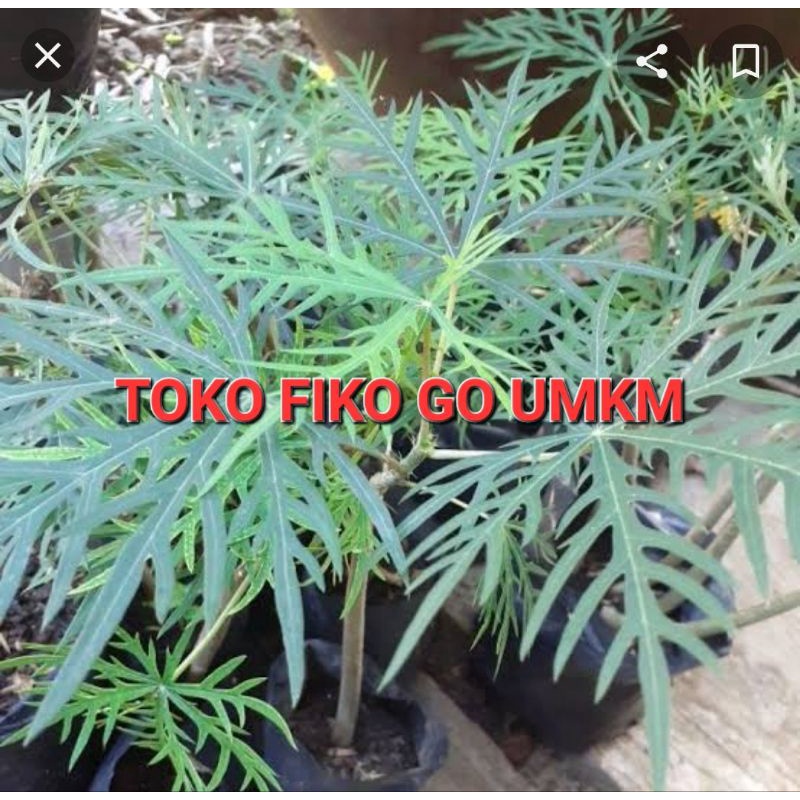 Jual Tanaman Yodium Jarak Tintir Obat Luka Luar | Shopee Indonesia