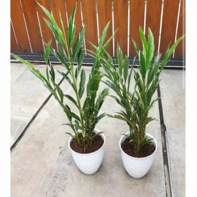 Jual Promo Tanaman Honje Variegata Tanaman Onje Varigata Pohon Honje