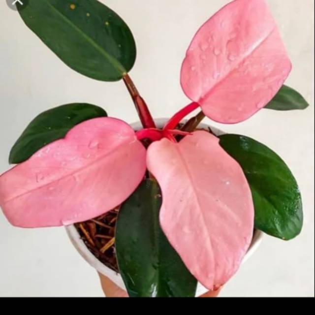 Jual TANAMAN HAIS PHILOW DENDRON PINK CONGO TANAMAN HIDUP | Shopee ...