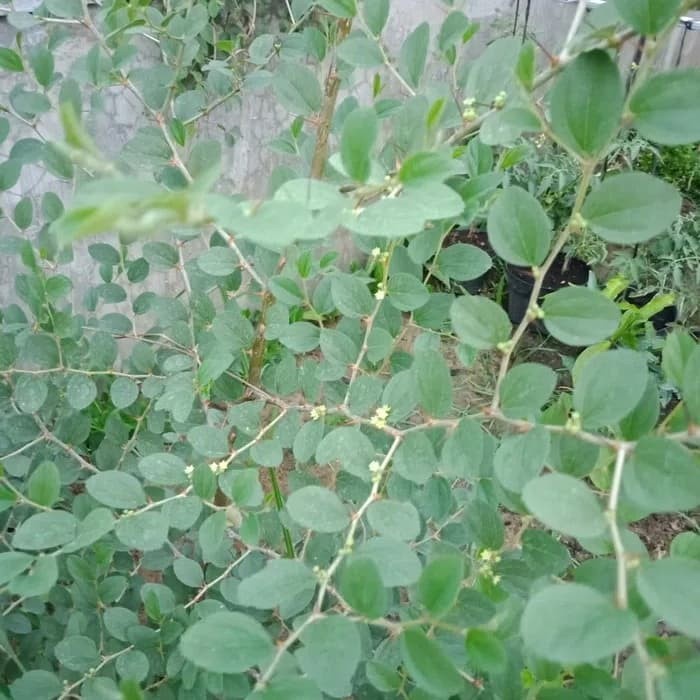 Jual SeedCenter 10 Daun widoro segar herbal | Shopee Indonesia