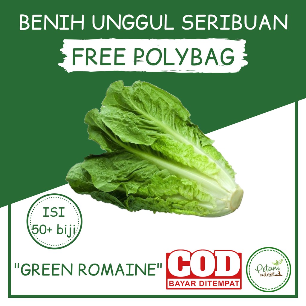 Jual Bibit Benih Biji Tanaman Sayuran Sayur Sawi Green romaine romain ...