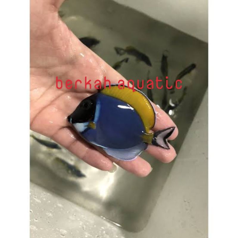 Jual Botana Biru / BoBi / Powder Blue Tang / Ikan Hias | Shopee Indonesia