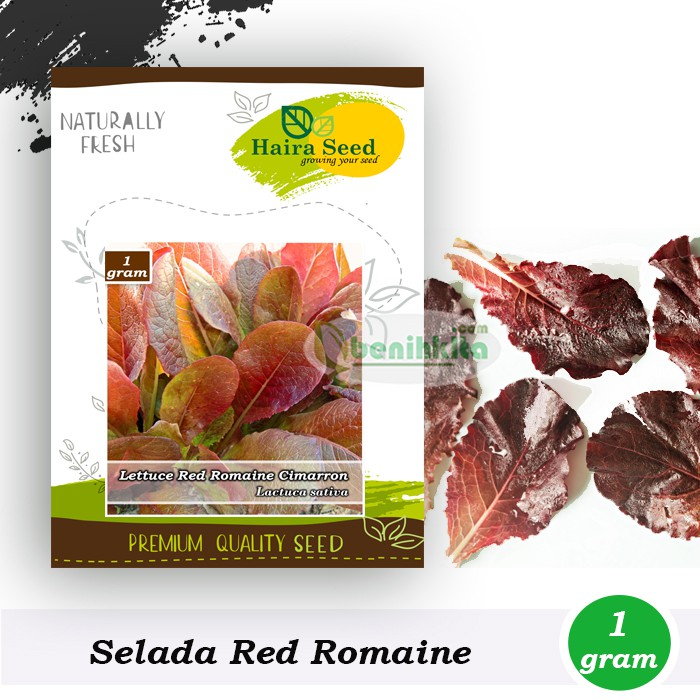 Jual Benih-Bibit Selada Red Romaine Cimarron (Haira Seed) | Shopee Indonesia