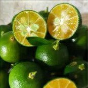 Jual jeruk sun songkit jeruk kunci fresh per 1 kg | Shopee Indonesia