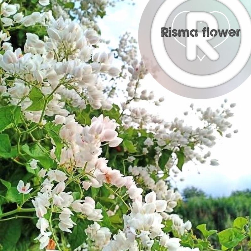 Jual Tanaman hias pohon bunga air mata pengantin putih / bunga putih ...