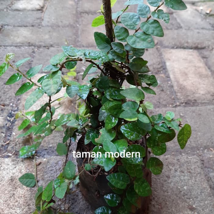 Jual TANAMAN RAMBAT DOLAR DAUN KECIL-tanaman rambat dolar | Shopee ...