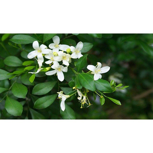 Jual Pohon Bibit Tanaman Bunga Hias Kemuning Jepang (Murraya paniculata ...