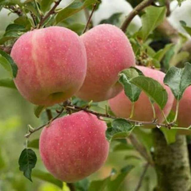 Jual Bibit buah tanaman apel fuji merah terlaris siap berbunga | Shopee ...