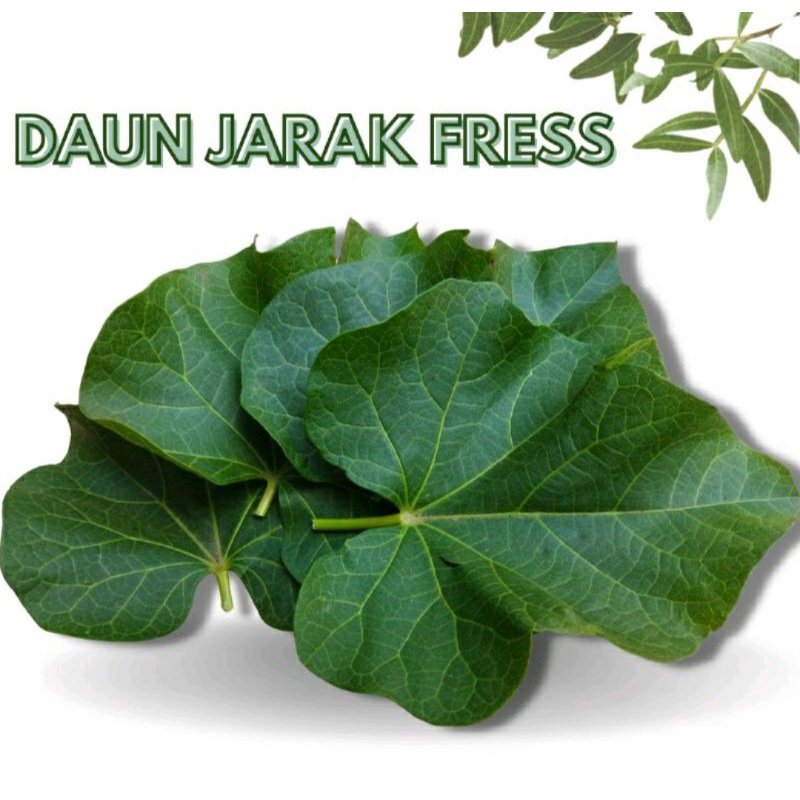 Jual Daun Jarak Pagar Segar 1 Kg Bahan Ecoprint / Daun Jarak Hijau Fress Alami / Daun Jarak Obat ...