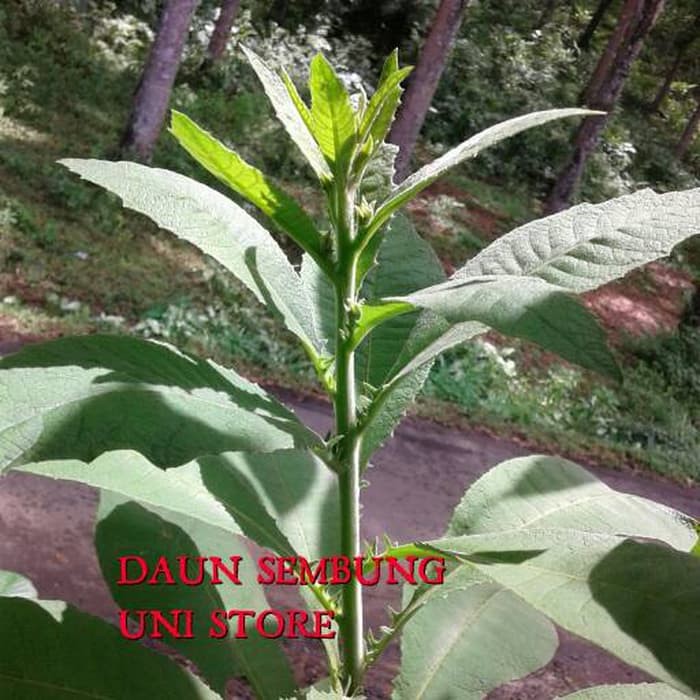 Jual DAUN SEMBUNG / SOMBONG BLUMEA BALSAMIFERA SEGAR HERBAL | Shopee ...