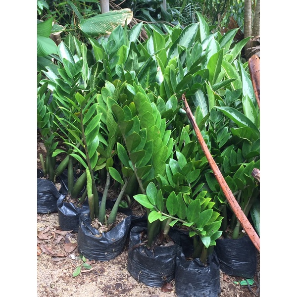 Jual POHON DOLAR( ZAMIOCULCAS) | Shopee Indonesia