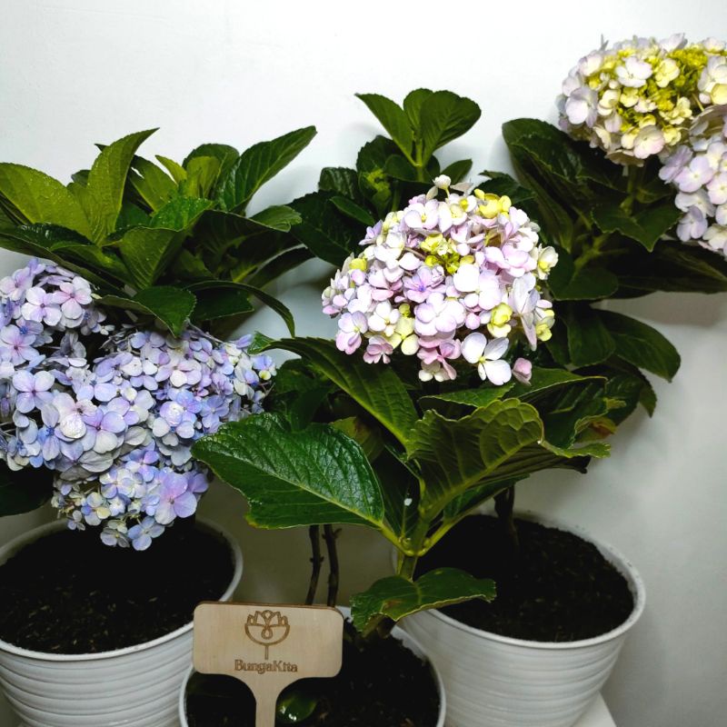 Jual PROMO Tanaman Hias Bunga HYDRANGEA - HORTENSIA | Shopee Indonesia