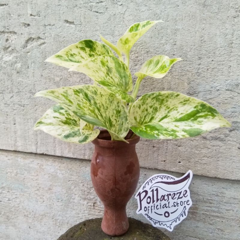 Jual sirih gading marble queen (varigata) | Shopee Indonesia