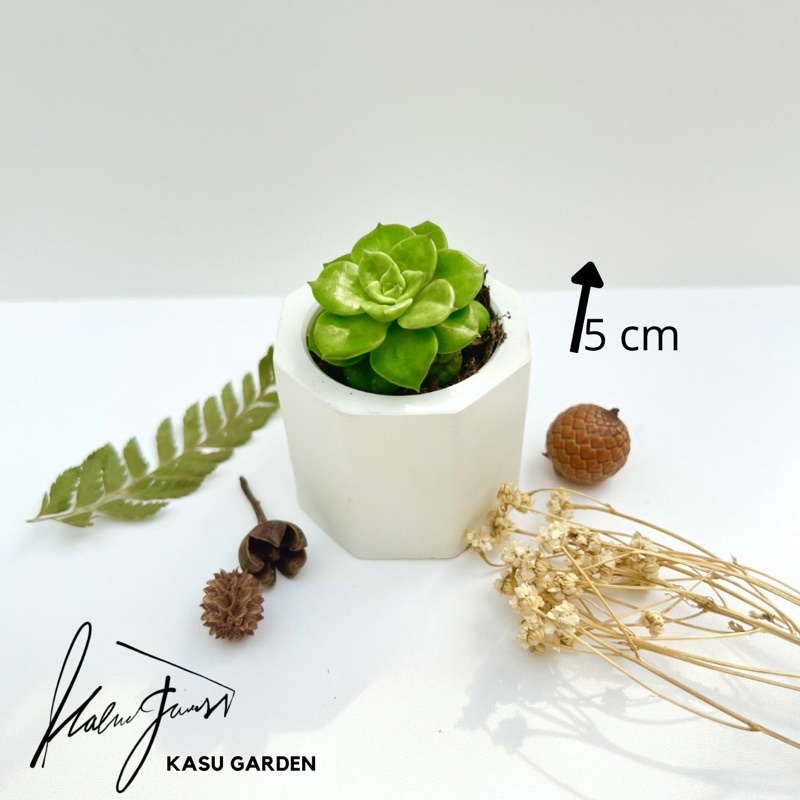 Jual Kaktus Sukulen mini fullset (free pot semen, tanah, batu hias ...