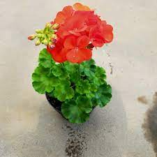 Jual Pohon Tanaman Bunga Geranium Tegak Rimbun Bergaransi | Shopee ...