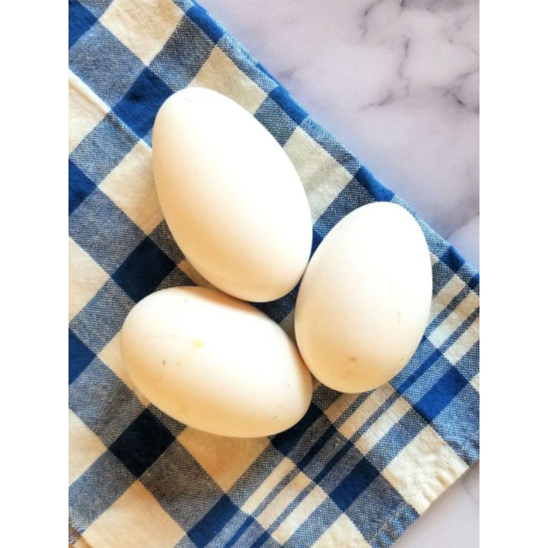 Jual Telur Angsa Soang Perbutir Tembuhuk Calang | Shopee Indonesia