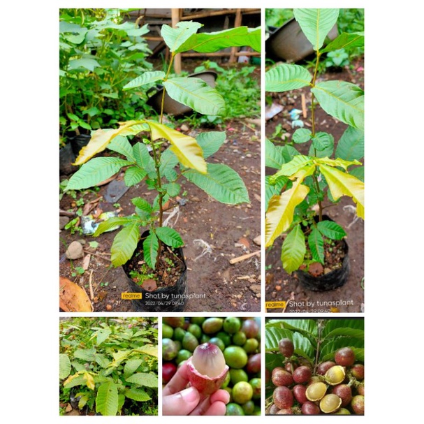 Jual Bibit Pohon Matoa - Buah Mirip Kelengkeng Aroma Durian - Khas ...