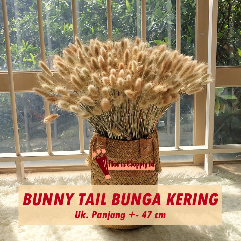 Jual Bunga Bunny Tile Kering Berbagai Warna (isi 5 batang) | Shopee ...