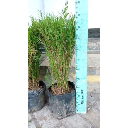 Jual bambu micro/bambu jepang | Shopee Indonesia