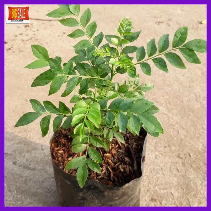 Jual HINEBIBIT- BIBIT TANAMAN SALAM KOJA DAUN KARI POHON KARI DAUN ...