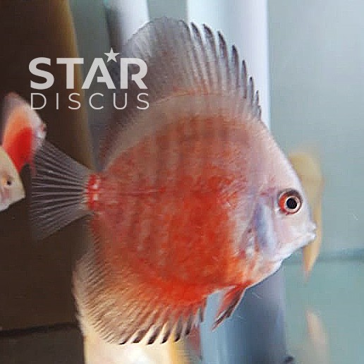 Jual Discus Rising Sun ukuran 2 inch (-) | Shopee Indonesia