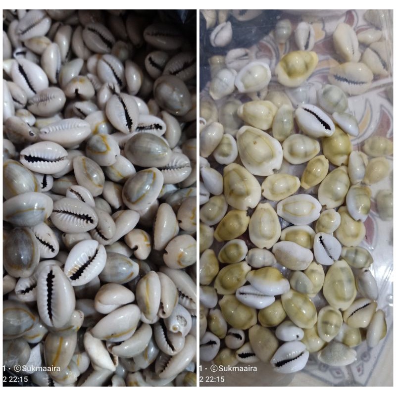 Jual CANGKANG KERANG BIJI CONGKLAK/DAKON KUNING & HIJAU/buli kopi 50 ...