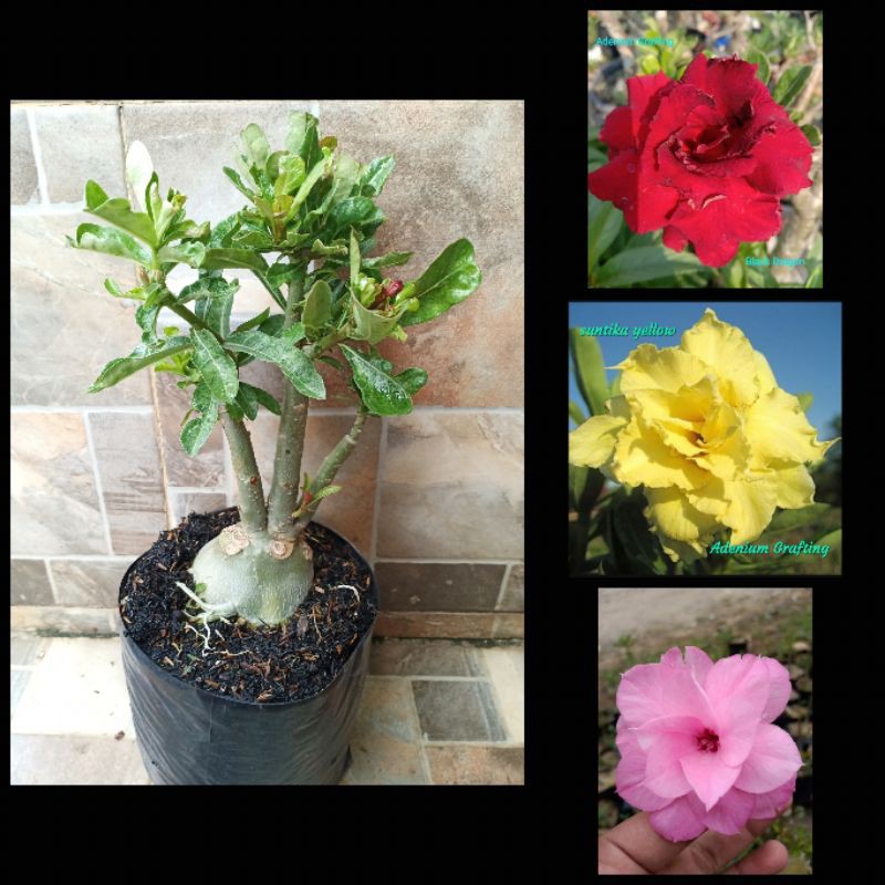 Jual Adenium Size C ( 3 Warna Bunga Dalam 1 Pohon ) | Shopee Indonesia