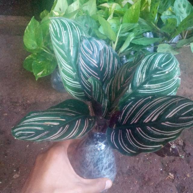 Jual Tanaman hias calathea ornata pinstrip daun bulat / pohon calathea ...