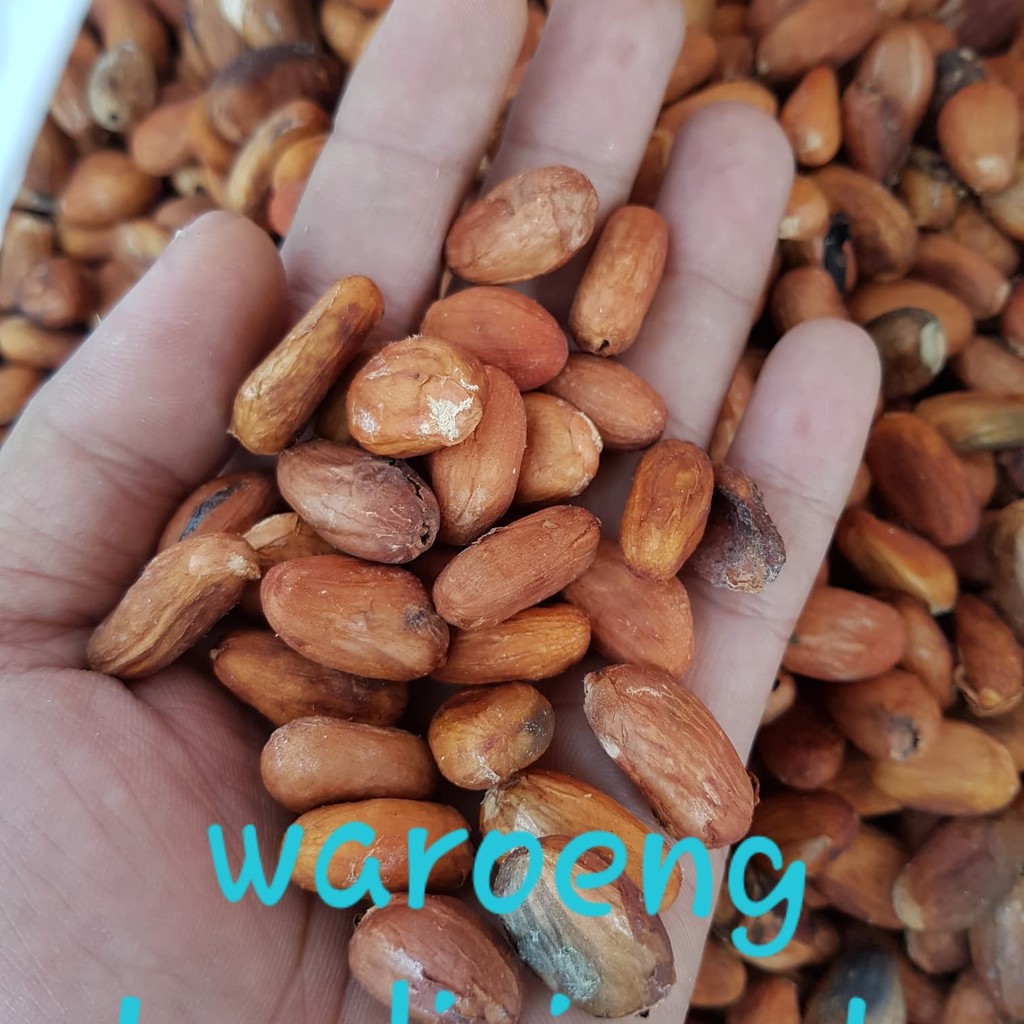 Jual Biji Kakao / Biji Coklat Kering Kemasan Plastik 500gram | Shopee ...