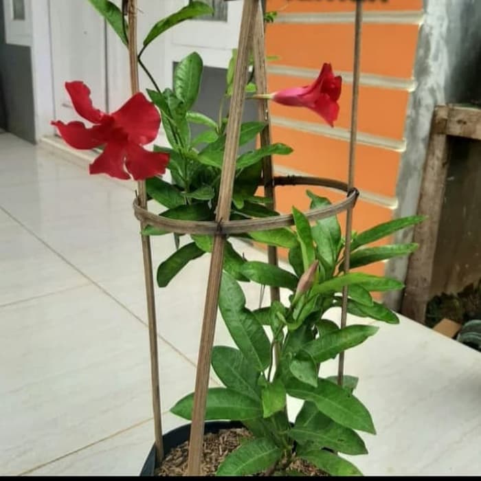 Jual tanaman hias kanopi mandevila bunga merah - tanaman rambat ...