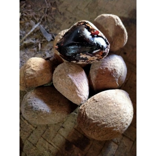 Jual kluwek/kluwak Pekalongan untuk rawon 1kg | Shopee Indonesia