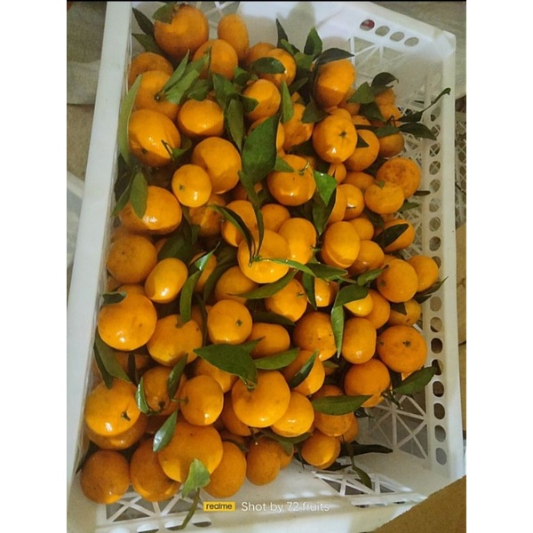 Jual shantang daun | Shopee Indonesia