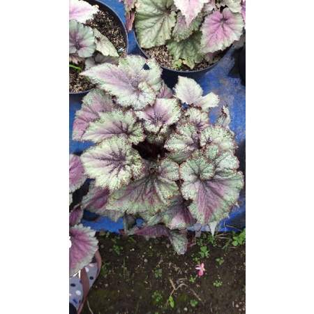Jual begonia anakan pra remaja keong ungu, begonia murah, begonia ...