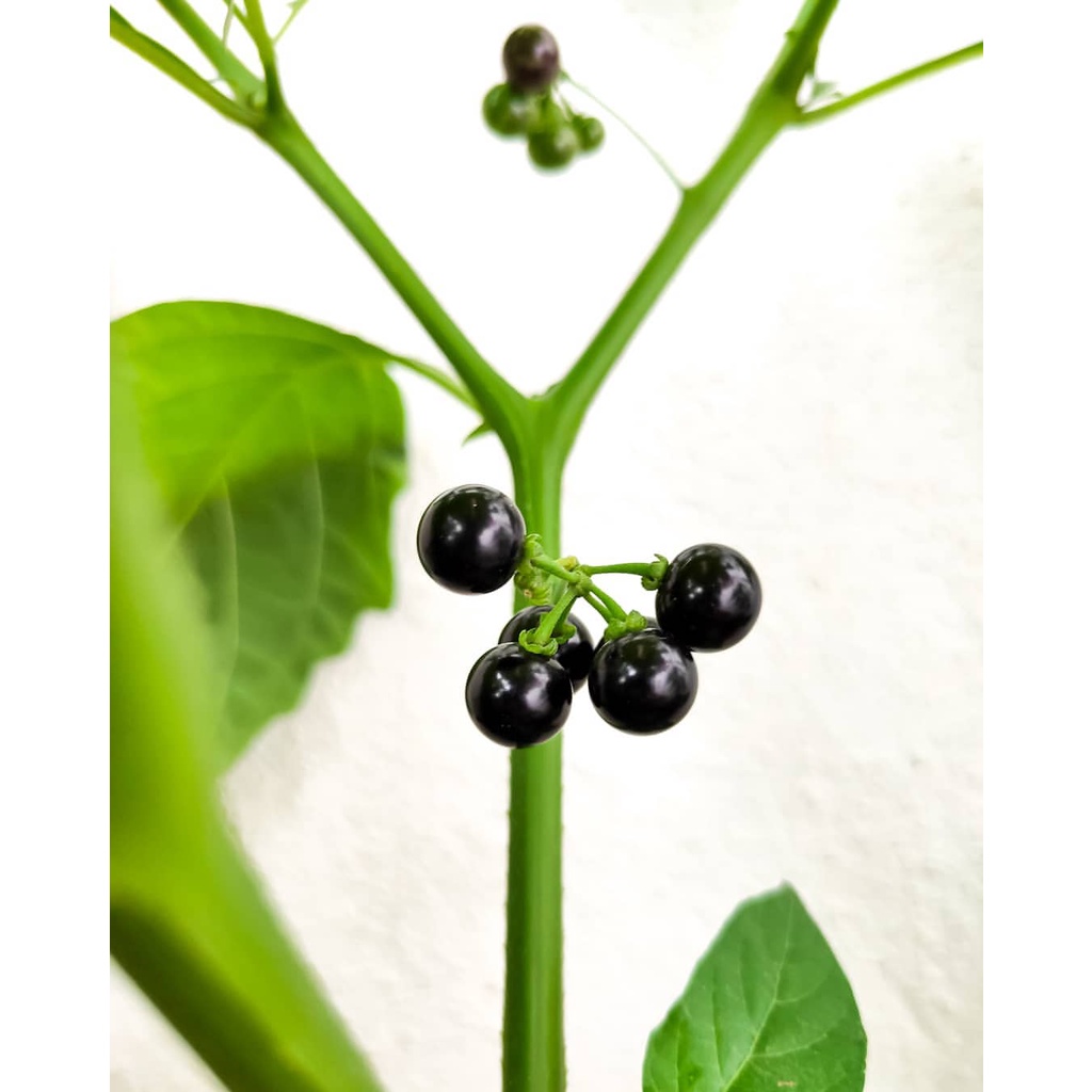 Jual Tanaman herb Leunca / Lalapan lenca / ranti / bobosa / Solanum ...